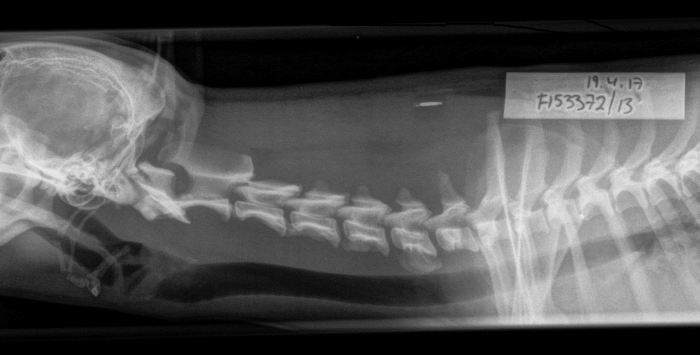 Russelikamppis - Kuopion Eläinlääkärikeskus
