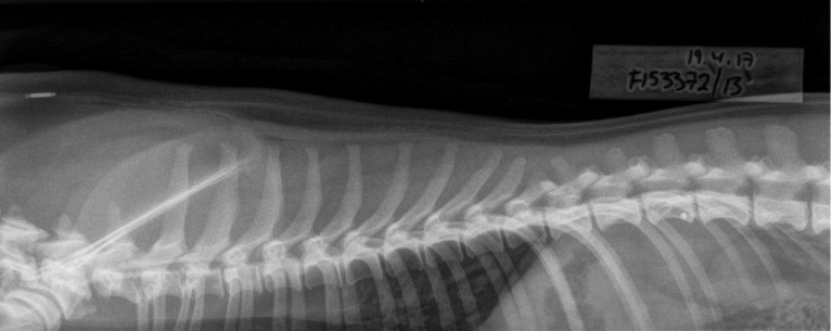Russelikamppis - Kuopion Eläinlääkärikeskus