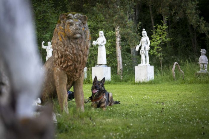 Tipi alias Susikoira Roi - Kuopion Eläinlääkärikeskus